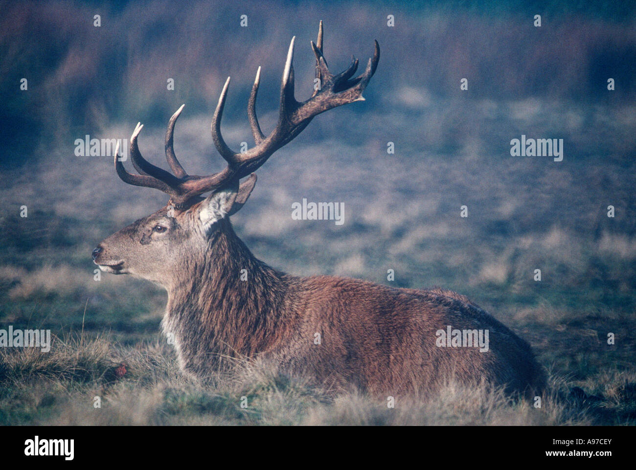 Red Deer Stag Animals Stock Photo - Alamy