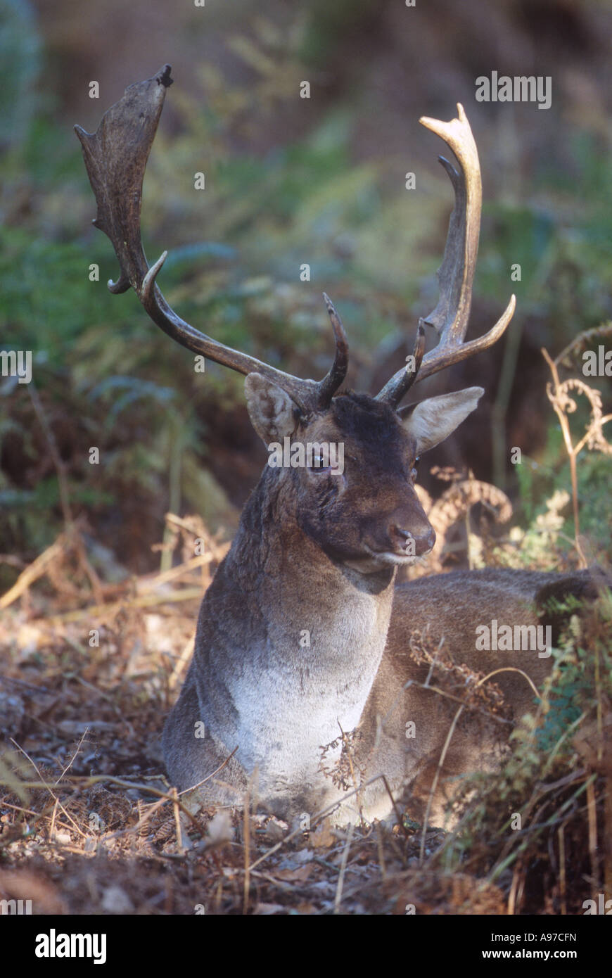 Fallow Deer Buck Animals Stock Photo - Alamy