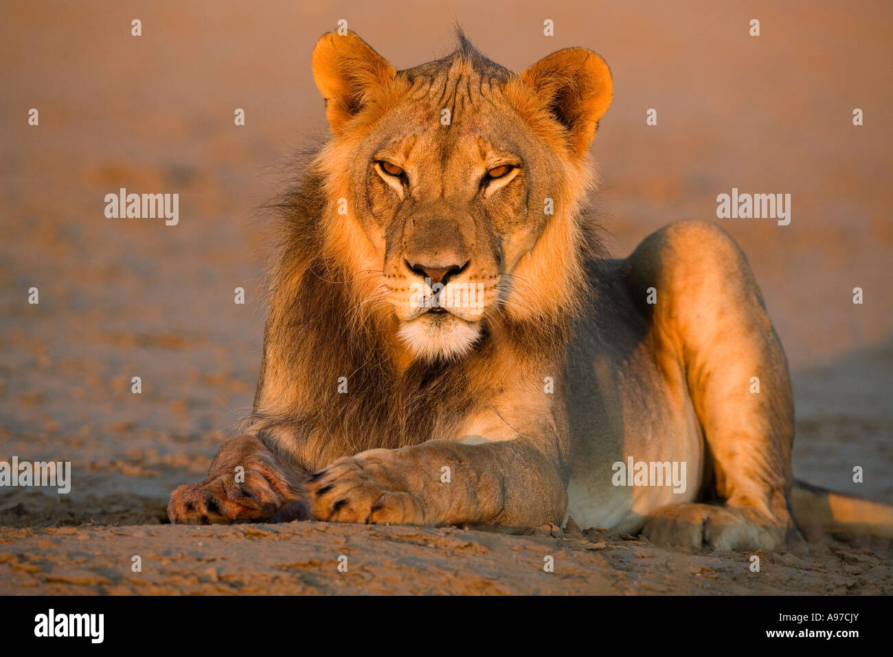 Lion sunrise hi-res stock photography and images - Alamy