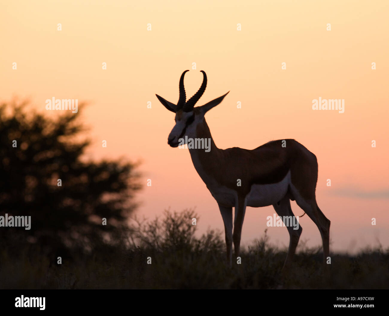 Springbok colours hi-res stock photography and images - Alamy