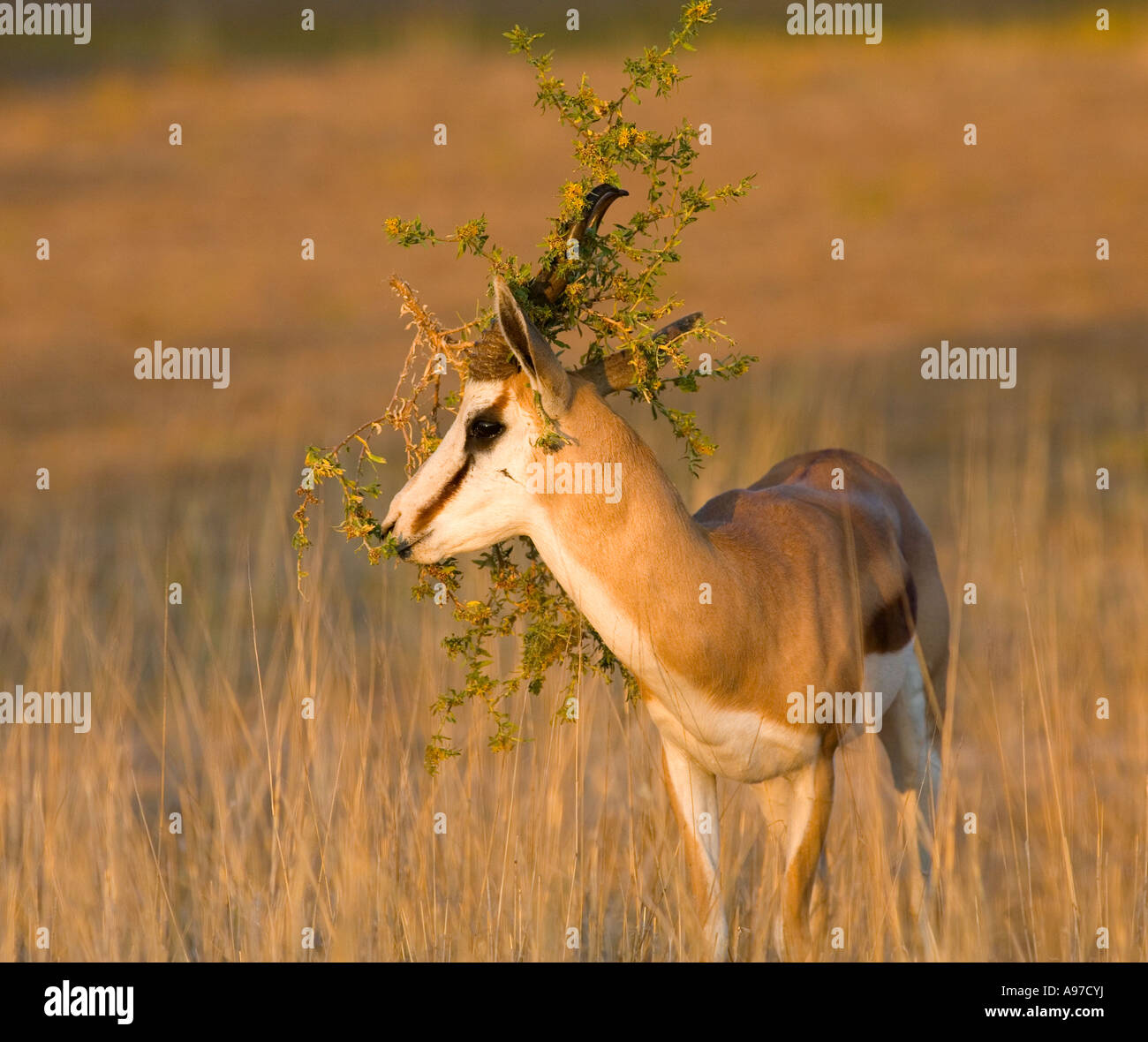 springbok with shrub on head Stock Photo - Alamy
