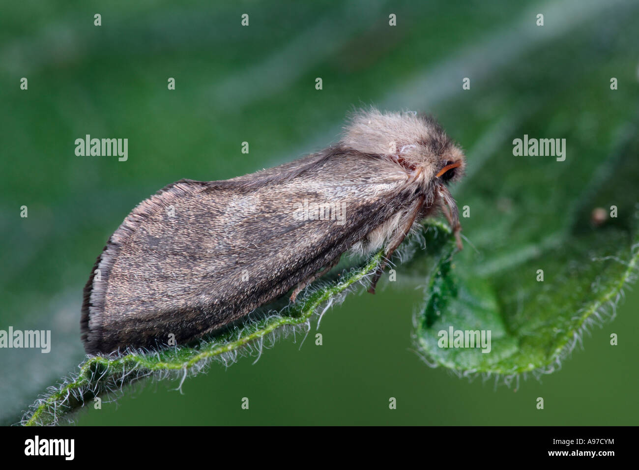 Common Swift Hepialus lupulinus at rest on leaf with nice out of focus ...