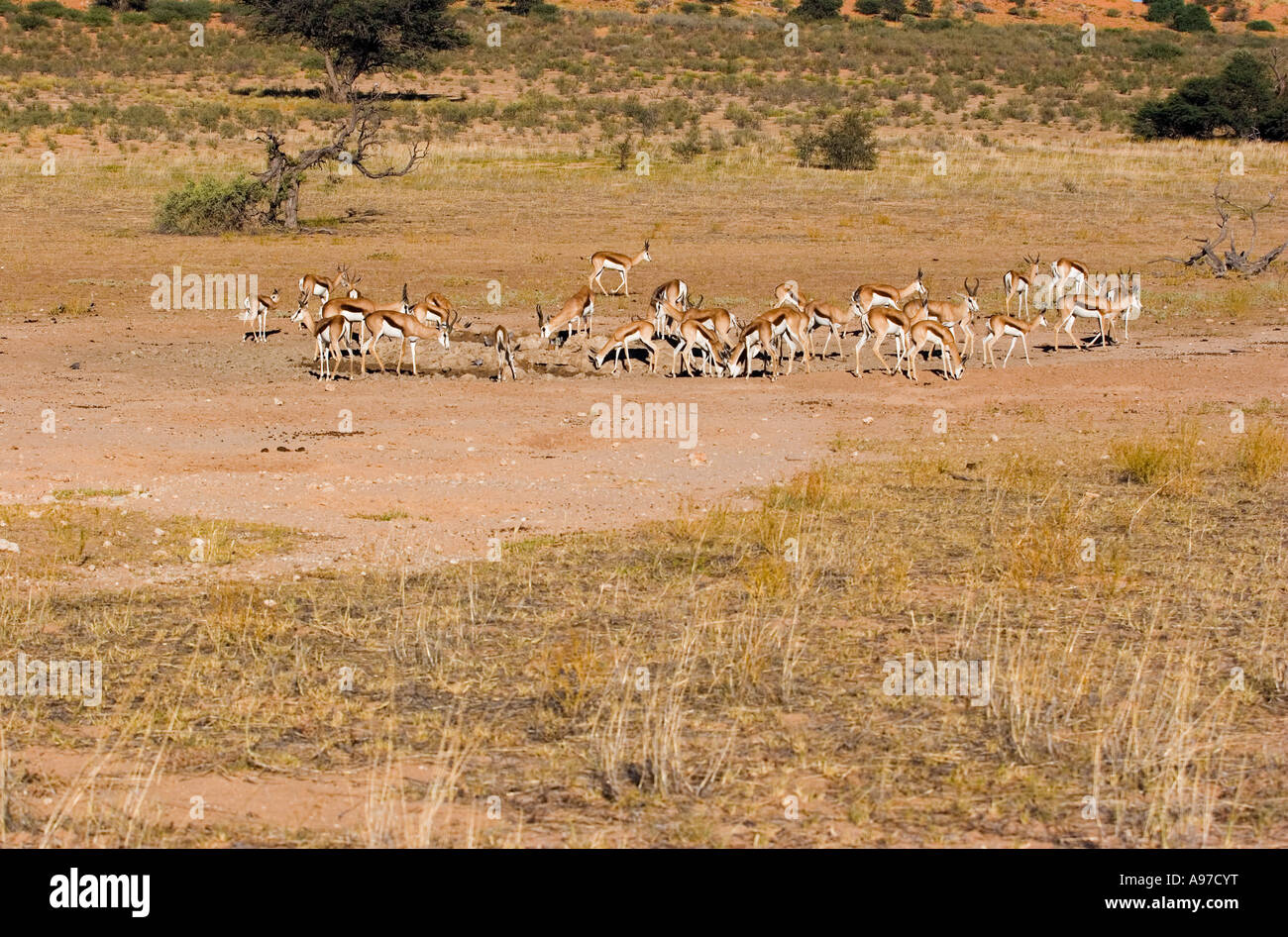 springbok herd at waterhole Stock Photo - Alamy