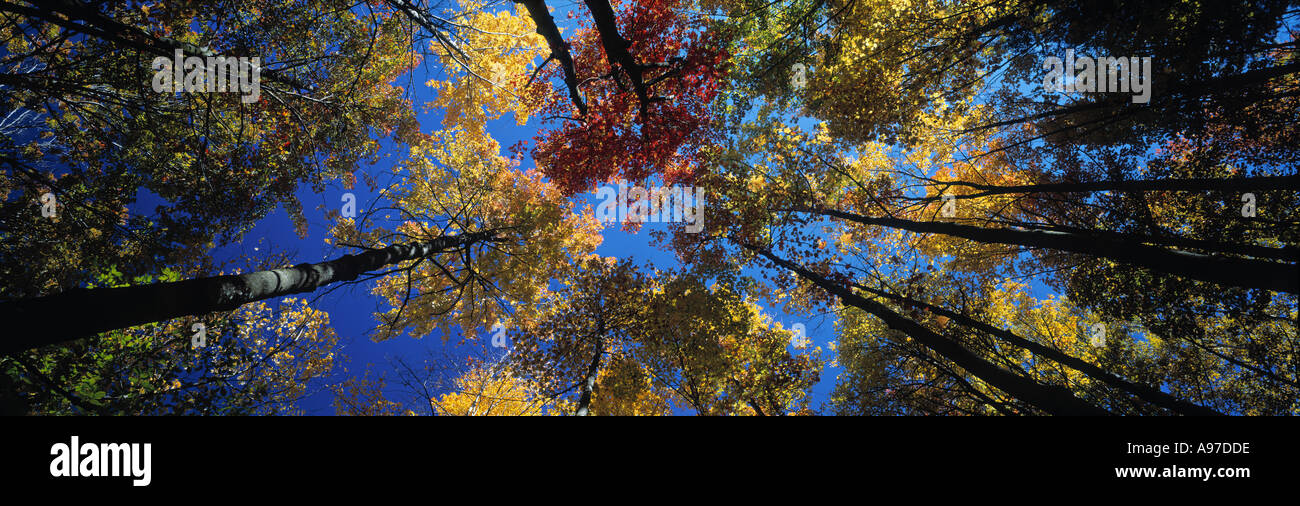 An autumn wood hi-res stock photography and images - Alamy