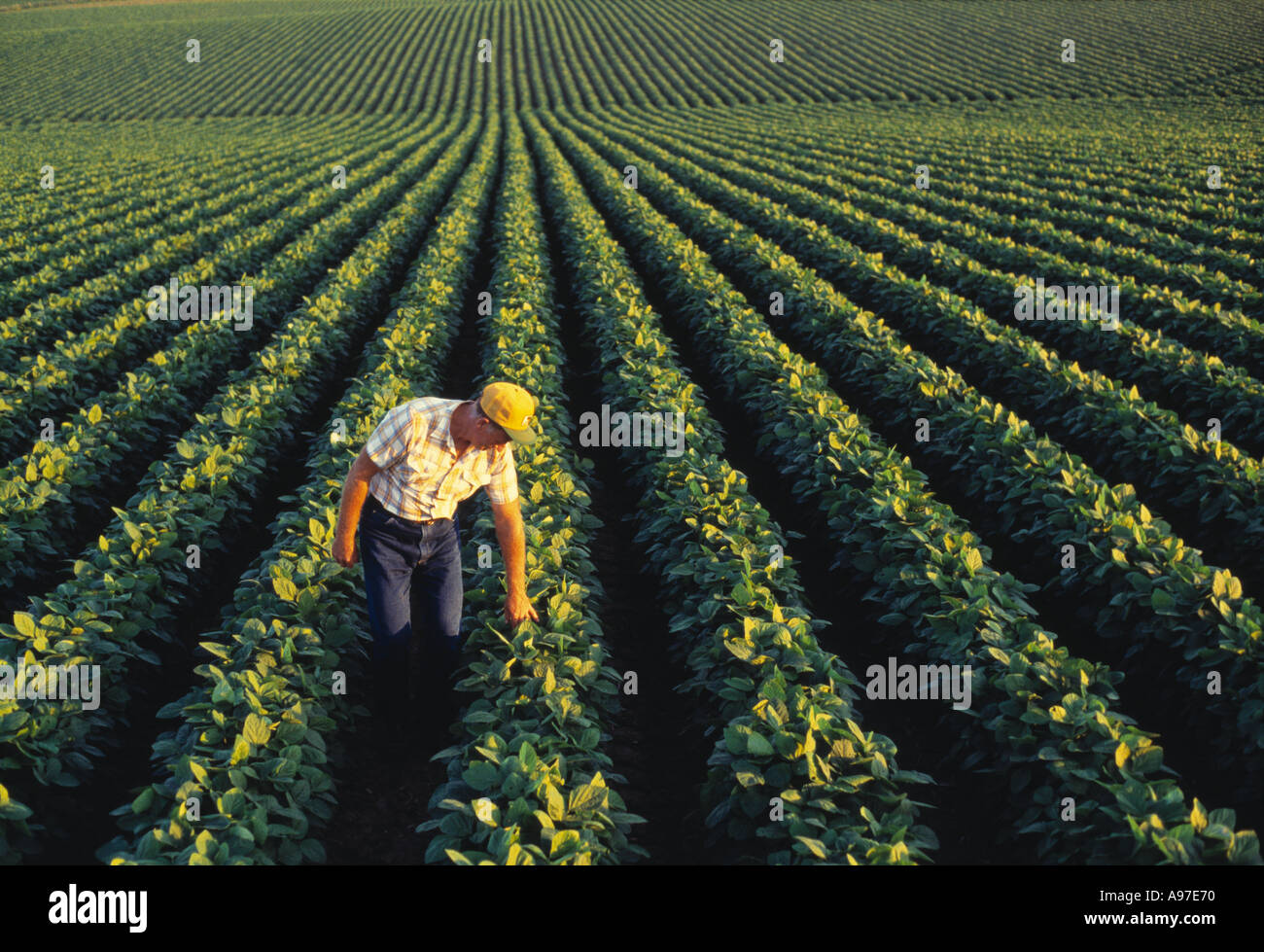 Iowa farmer in soybean field hi-res stock photography and images - Alamy
