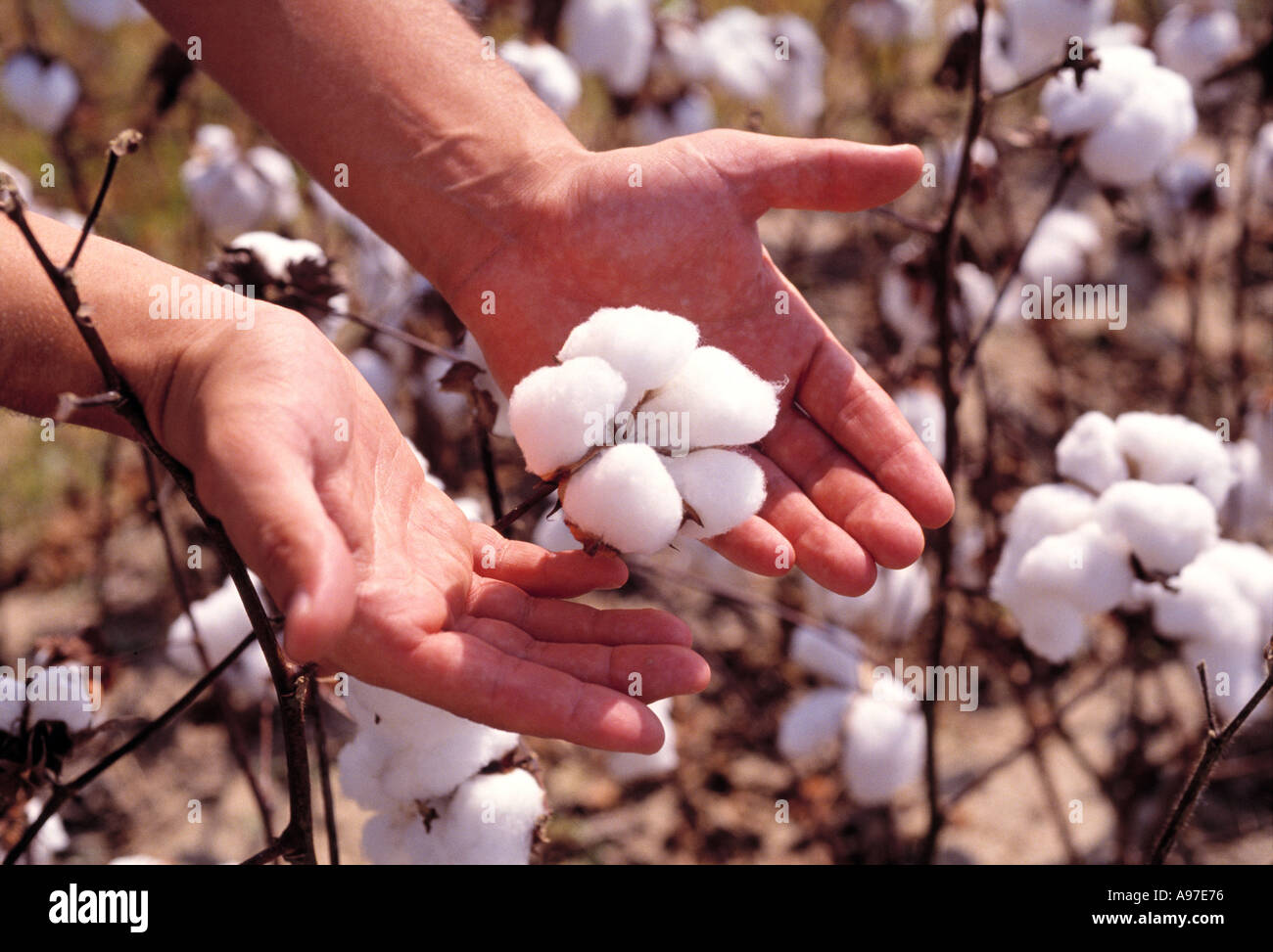 Boll hand hi-res stock photography and images - Alamy