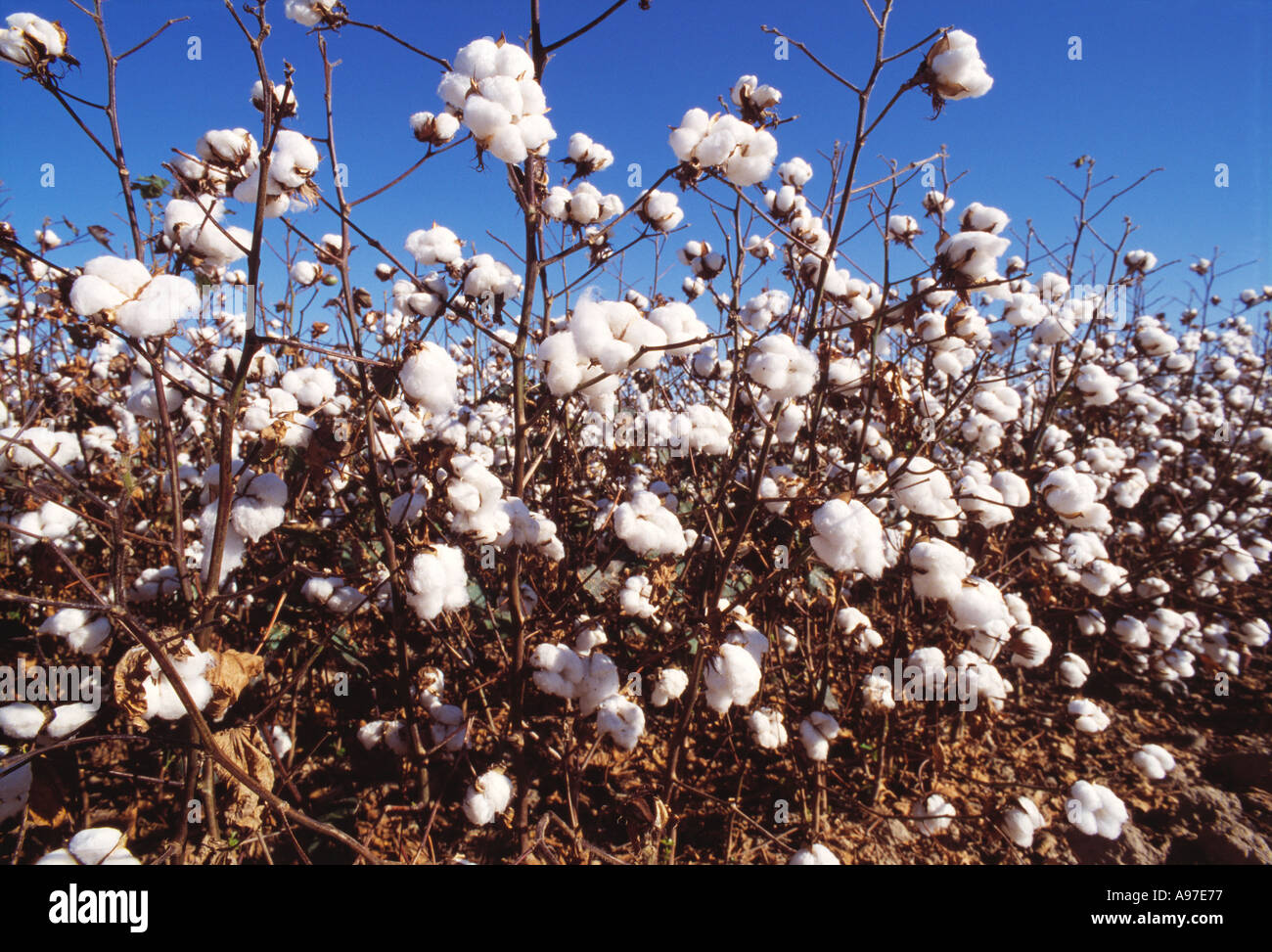 Agriculture - Defoliated Bt genetically modified cotton (NuCOTN 33B) at harvest stage ...