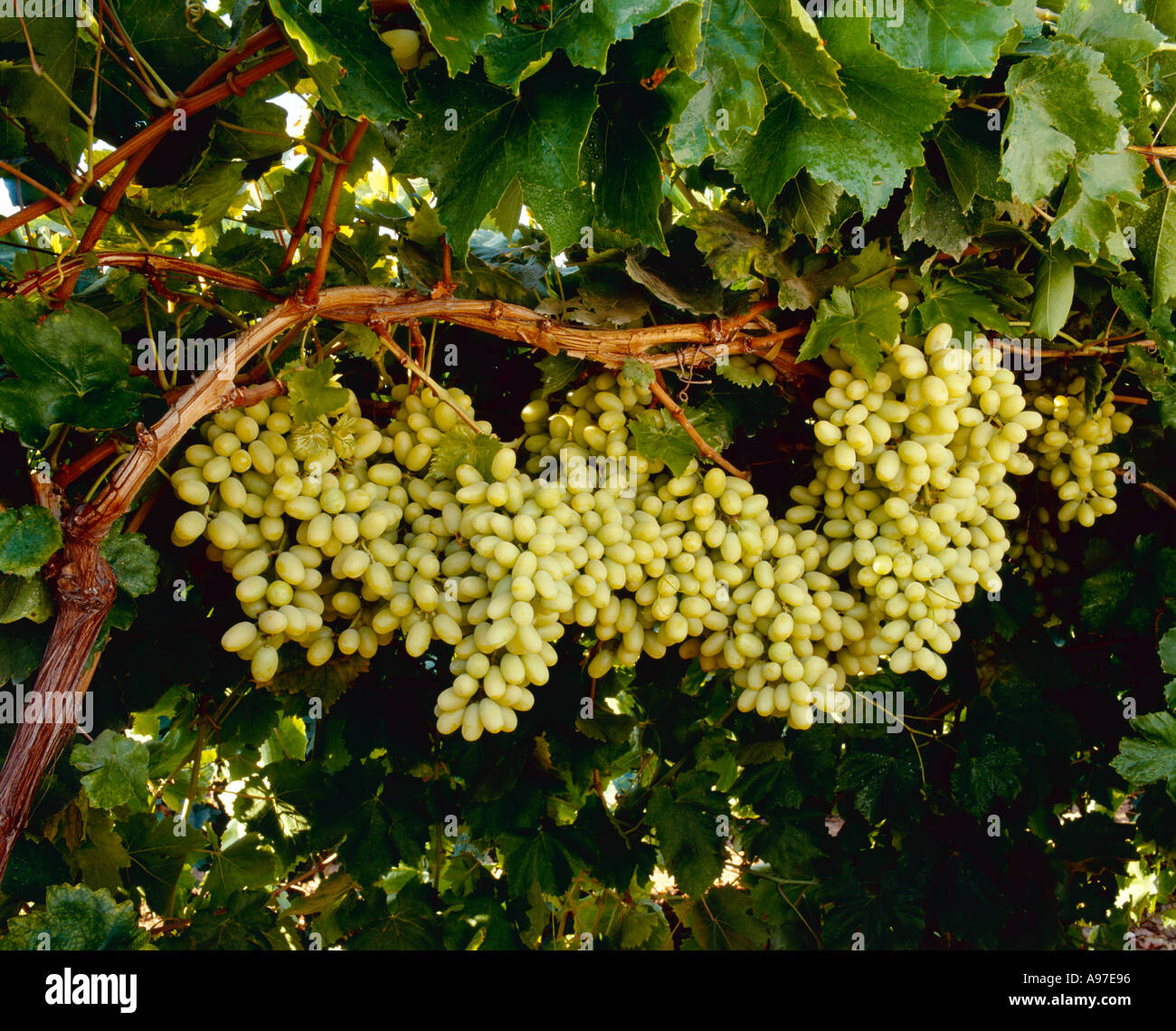 Agriculture - Mature harvest ready bunches of Thompson Seedless table ...