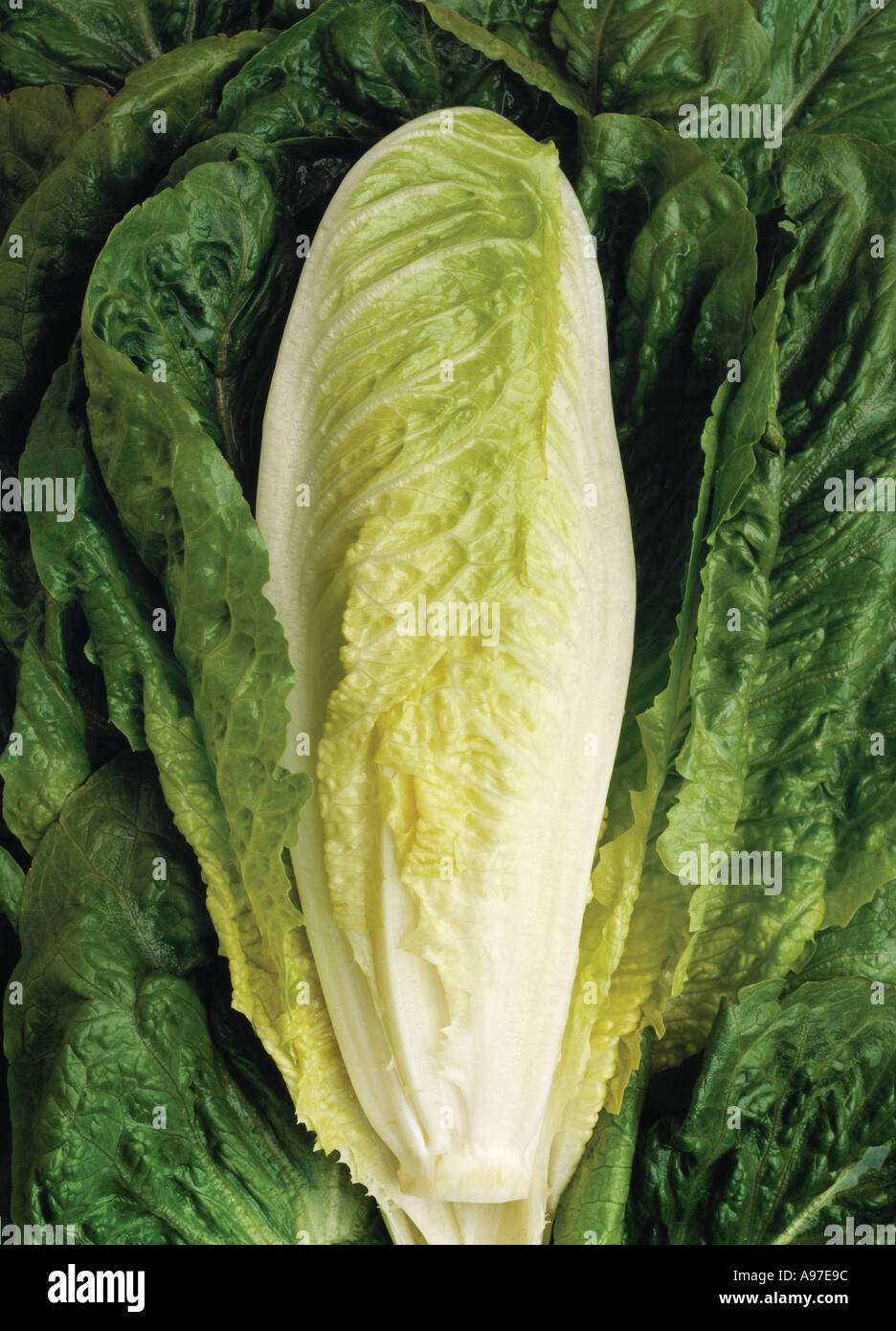 Agriculture - Closeup of a Romaine lettuce heart with the outer leaves ...