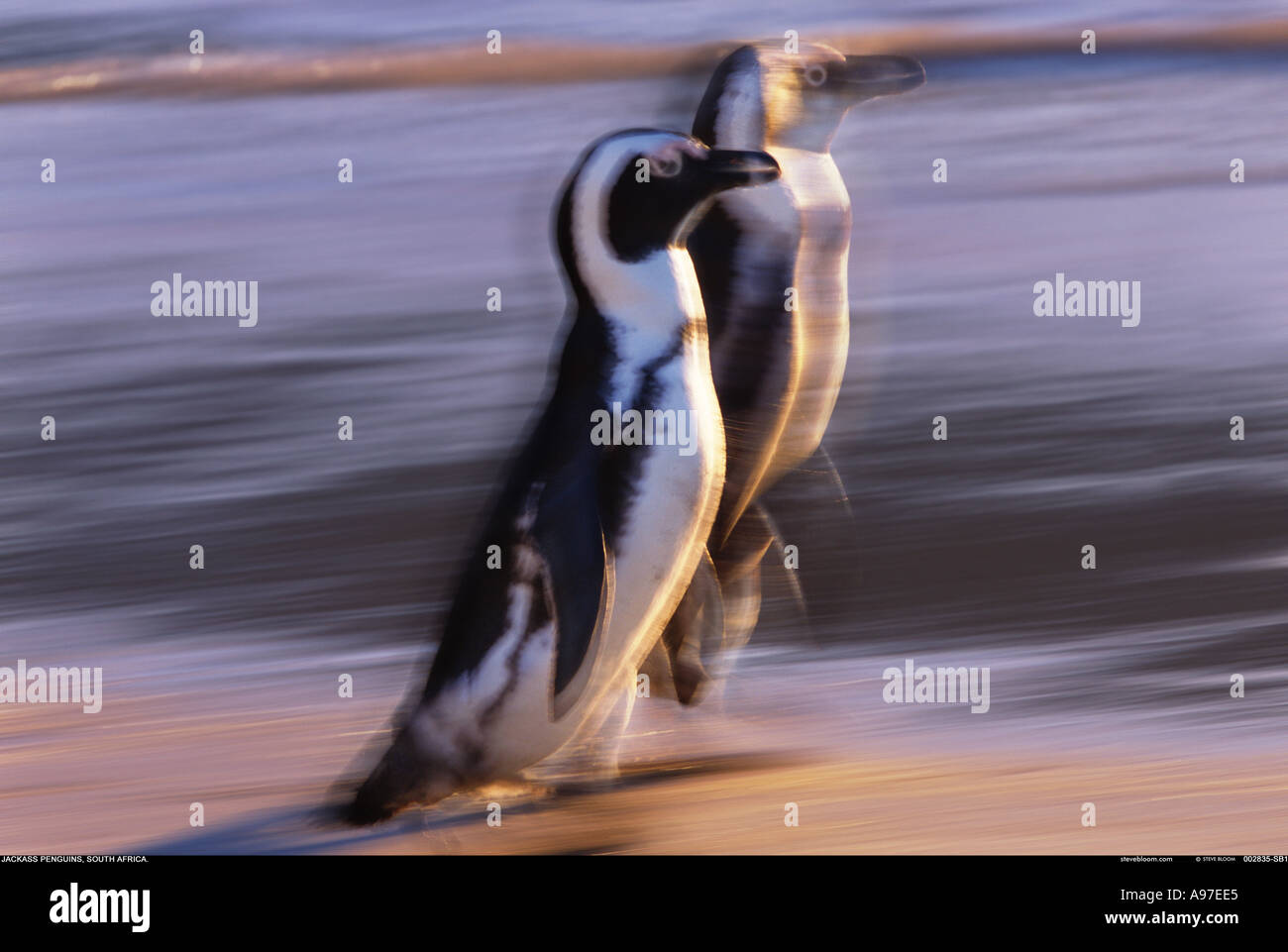 Jackass penguins false bay hi-res stock photography and images - Alamy
