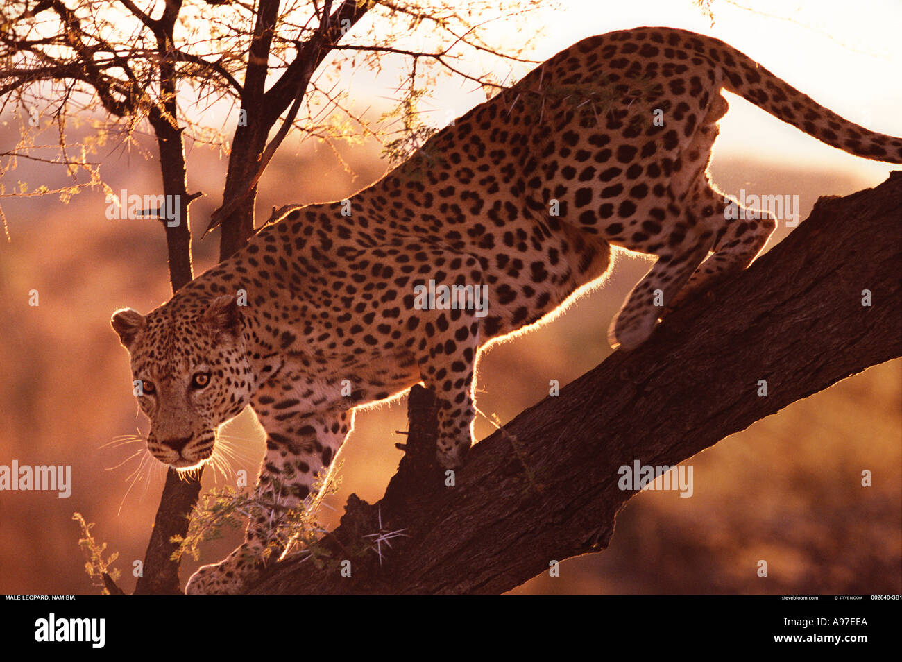 Leopard power hi-res stock photography and images - Alamy