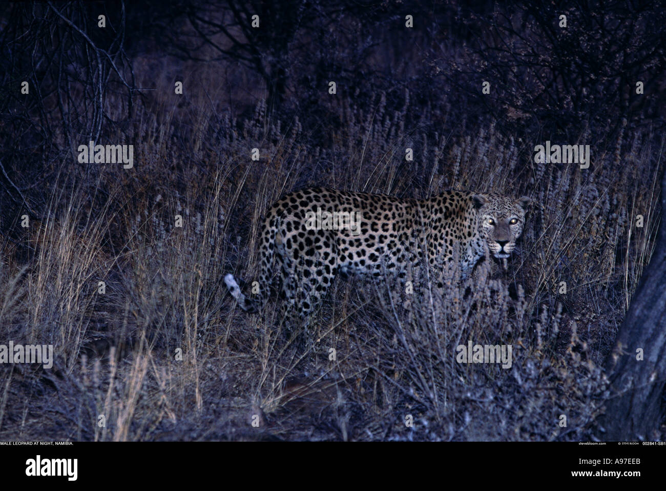 Night vigilance hi-res stock photography and images - Alamy