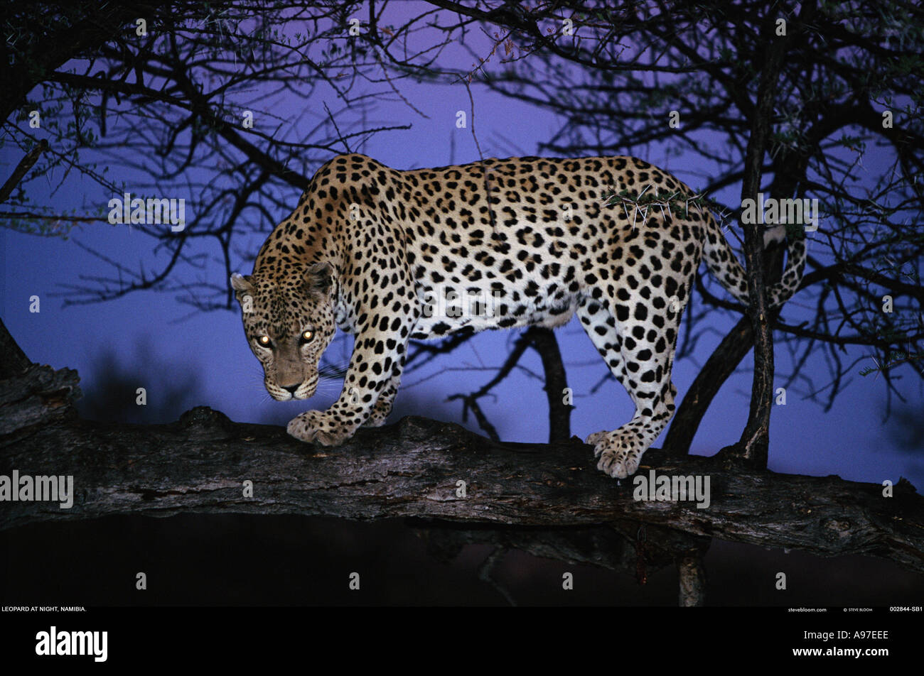 Leopard night tree hi-res stock photography and images - Alamy