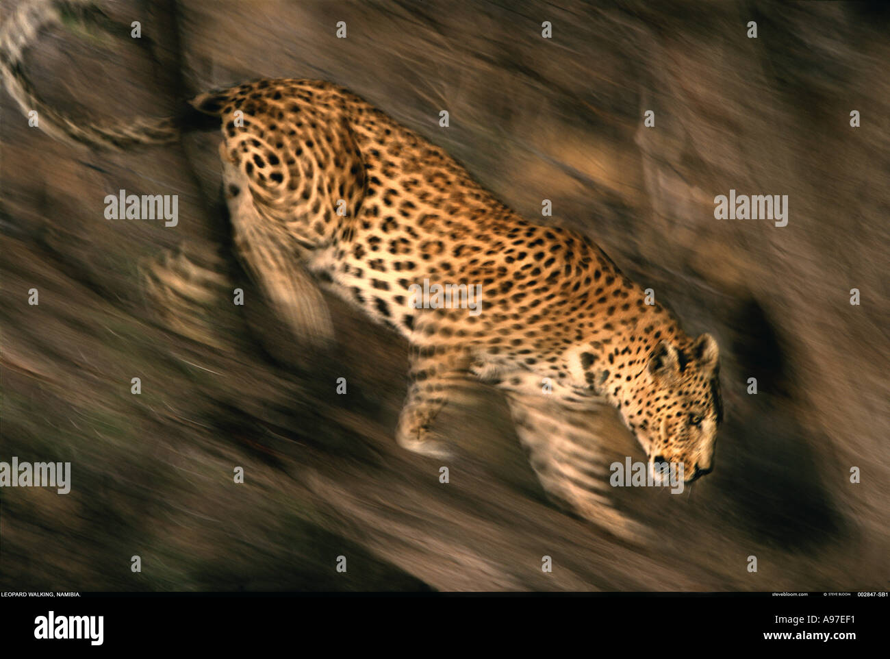 Leopard climbing down from a tree Namibia Stock Photo - Alamy