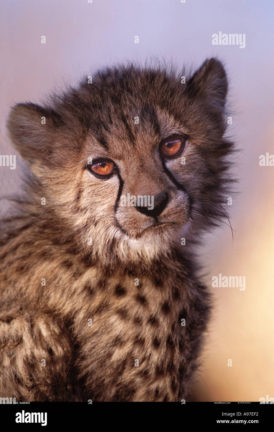 Baby cheetah cub portrait hi-res stock photography and images - Alamy