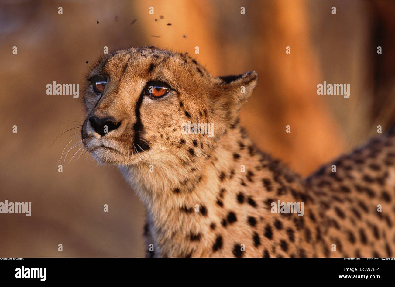 Insects buzzing around hi-res stock photography and images - Alamy