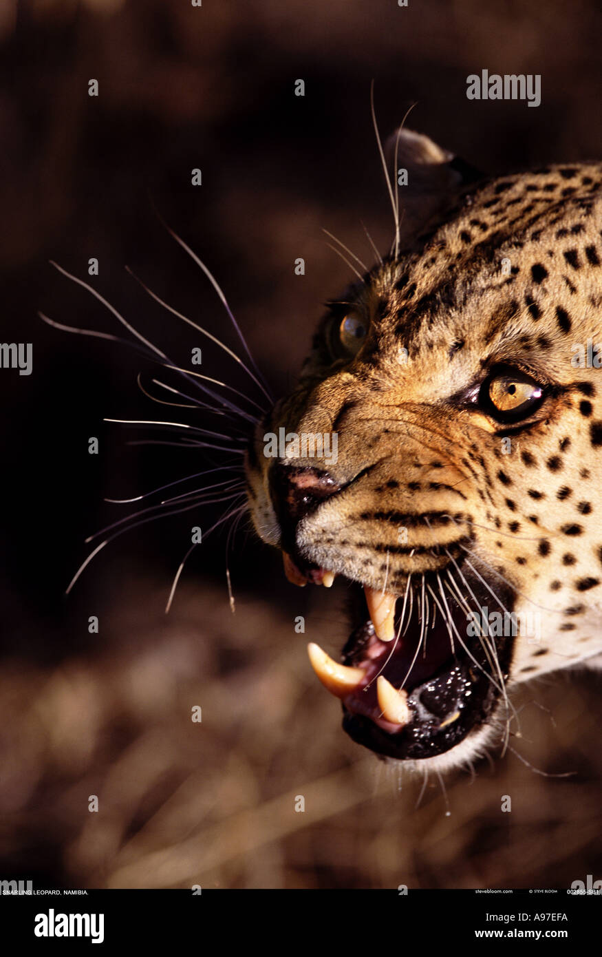 Golden leopard hi-res stock photography and images - Alamy