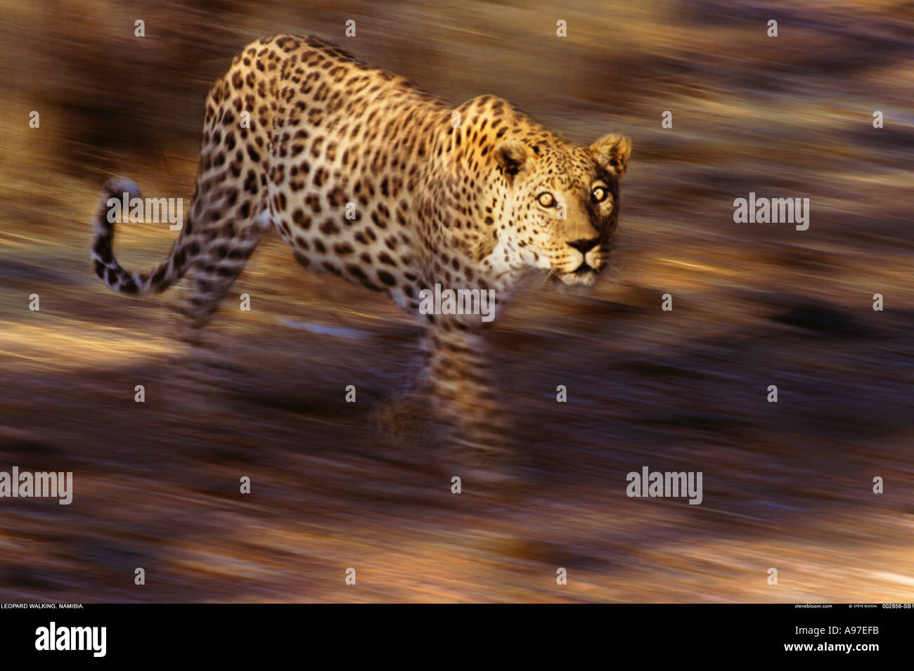 Leopard walking Namibia Stock Photo - Alamy