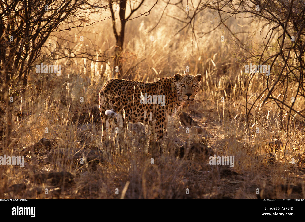 Leopard stand standing hi-res stock photography and images - Alamy