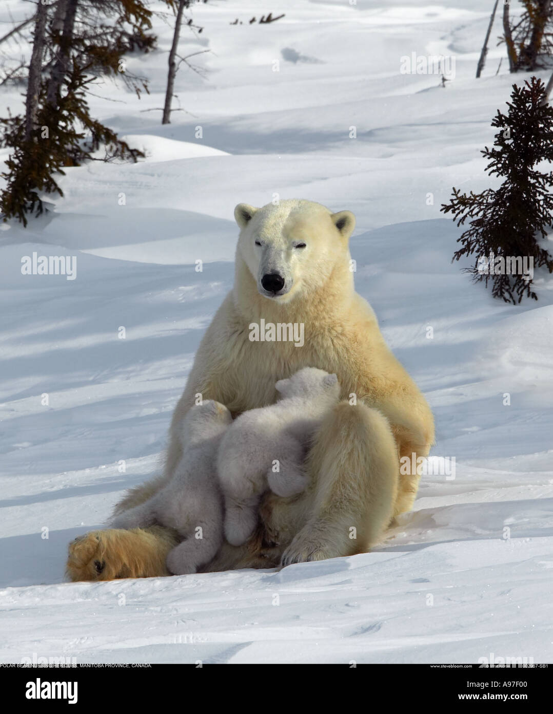 Nursing mums hi-res stock photography and images - Alamy