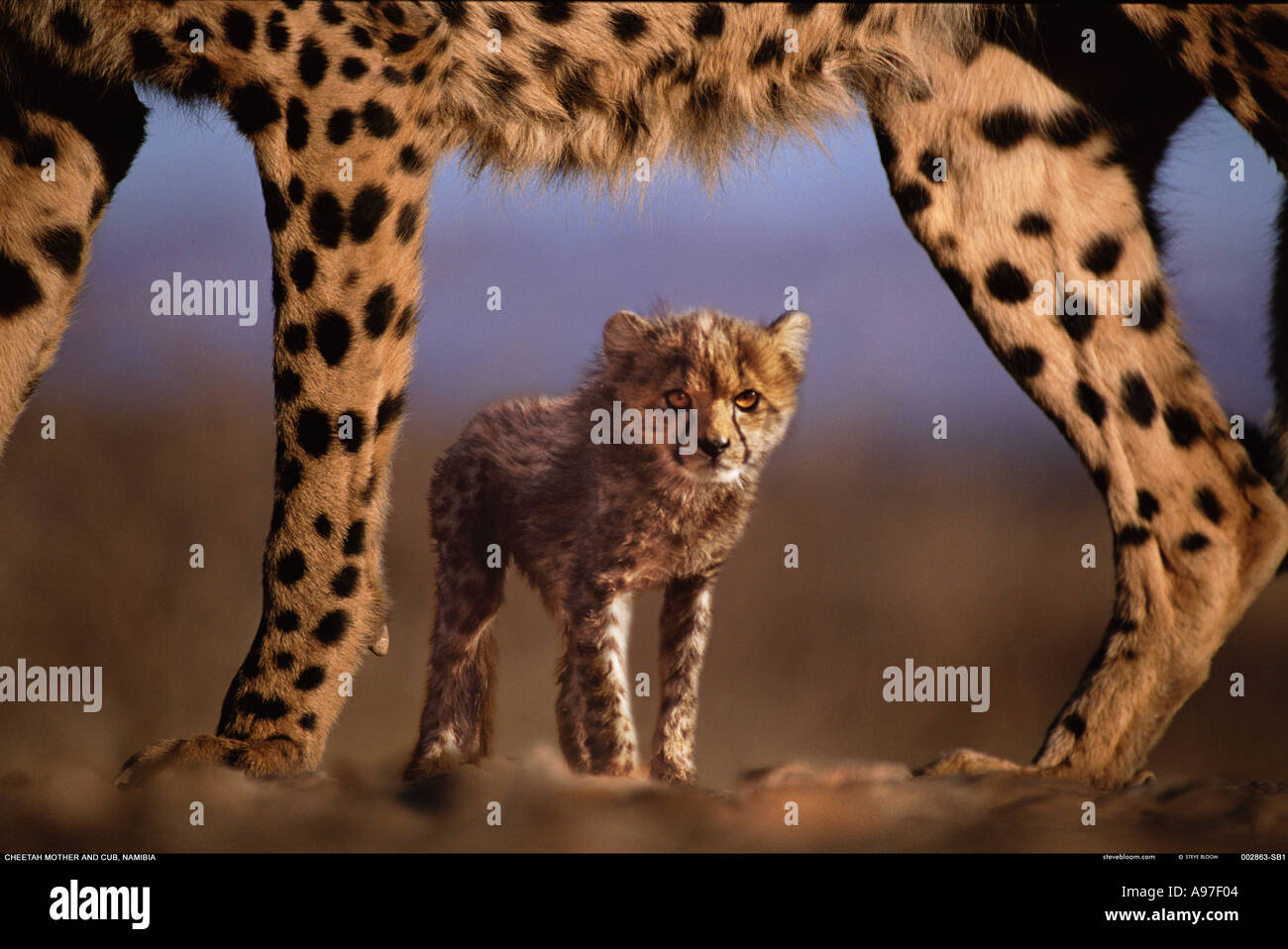 Cheetah mother and cub Namibia Stock Photo - Alamy