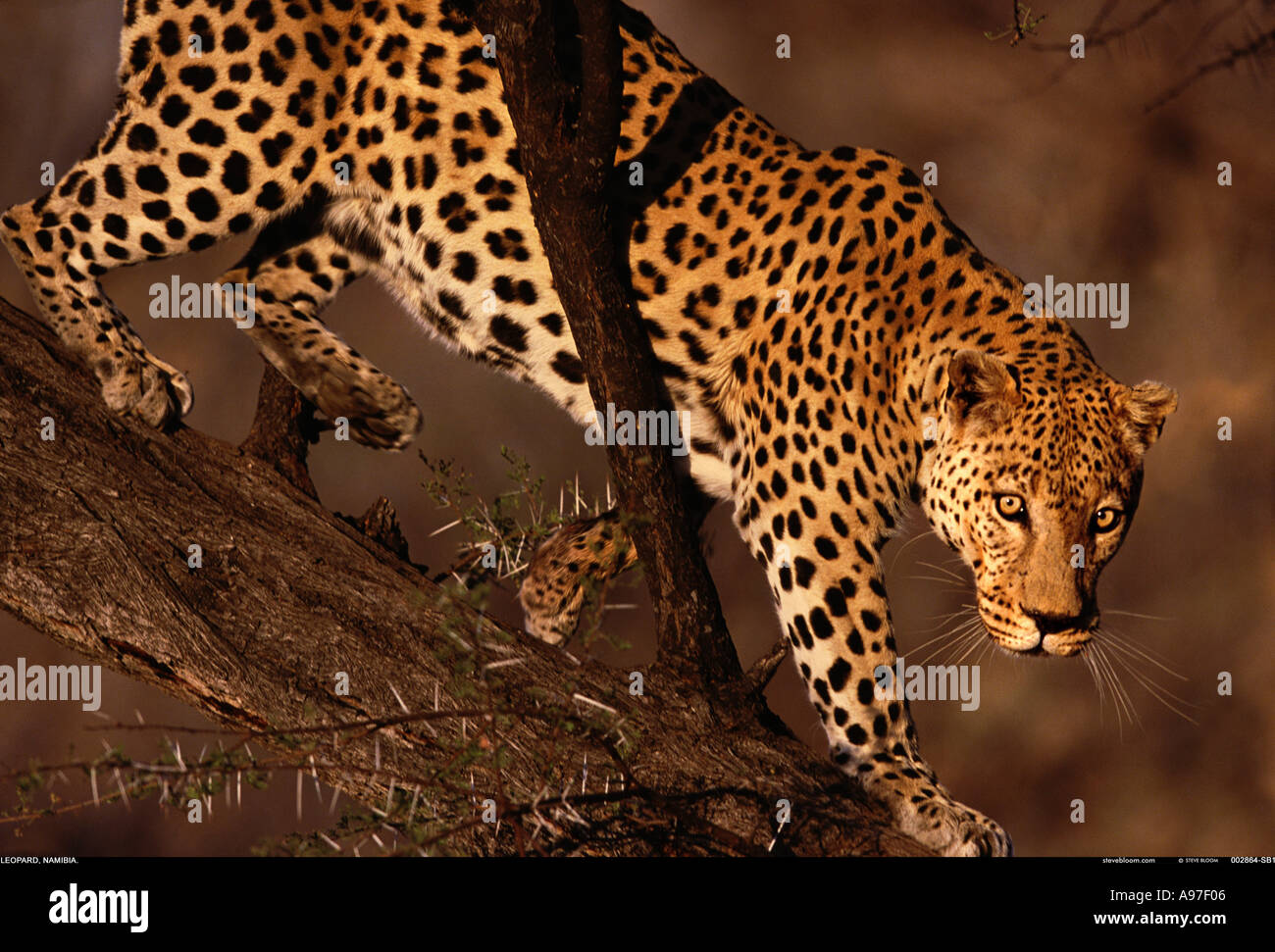 Leopard in tree Namibia Stock Photo - Alamy