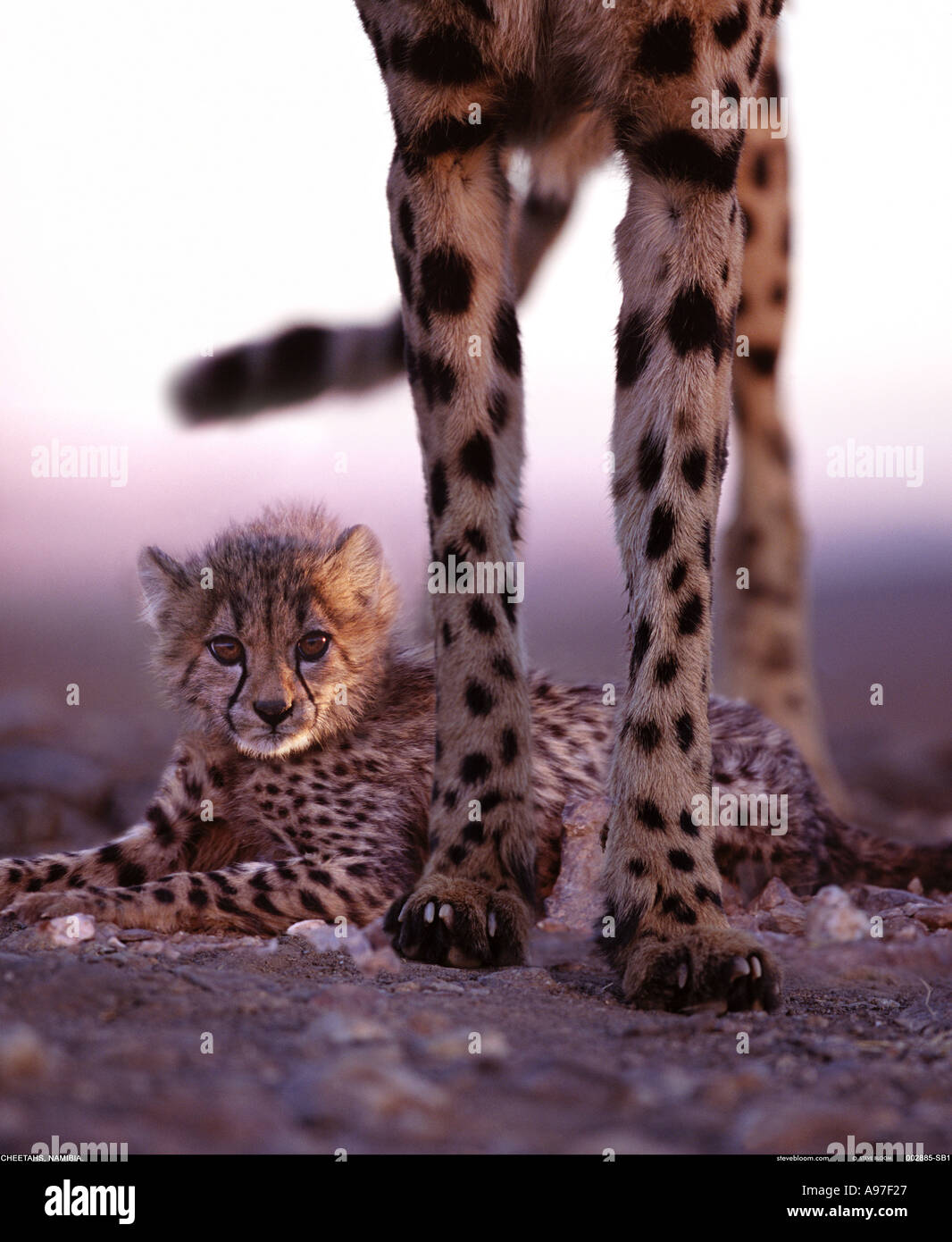 Cheetah mother and cubs Namibia Stock Photo - Alamy