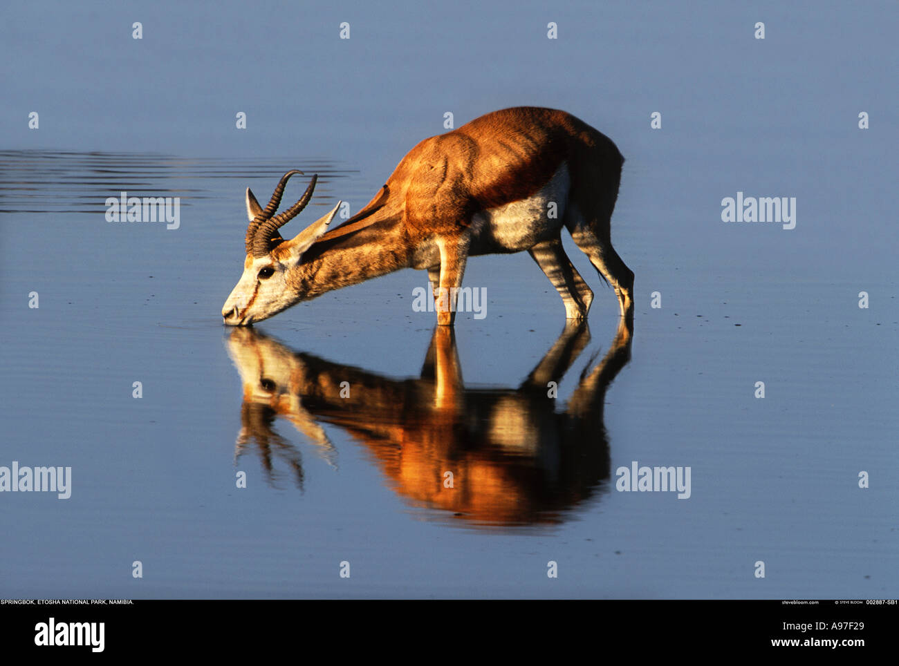 Adult male springbok drinking Etosha National Park Namibia Stock Photo ...