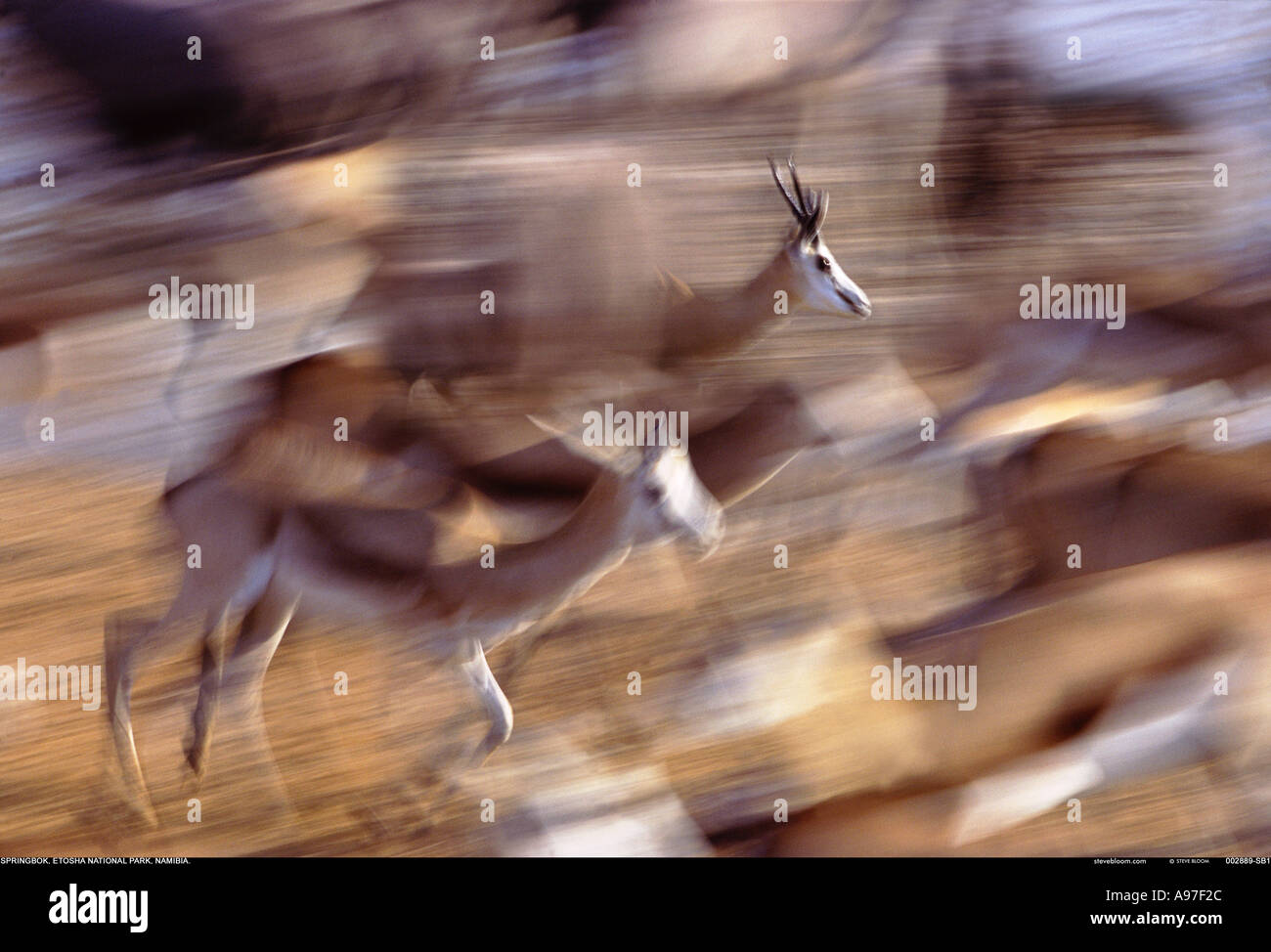 Springbok running Etosha National Park Namibia Stock Photo - Alamy