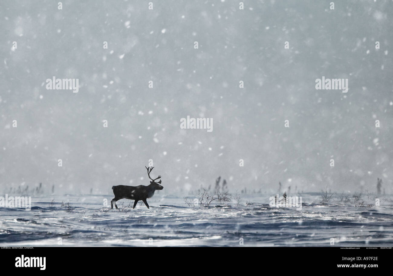 Caribou snow hi-res stock photography and images - Alamy