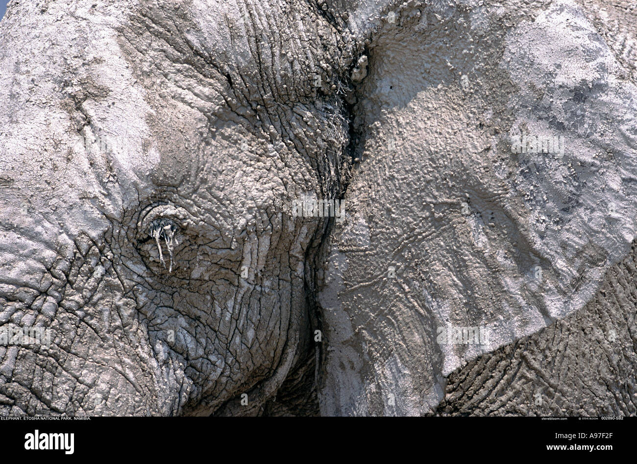 Elephants heads close ups hi-res stock photography and images - Alamy