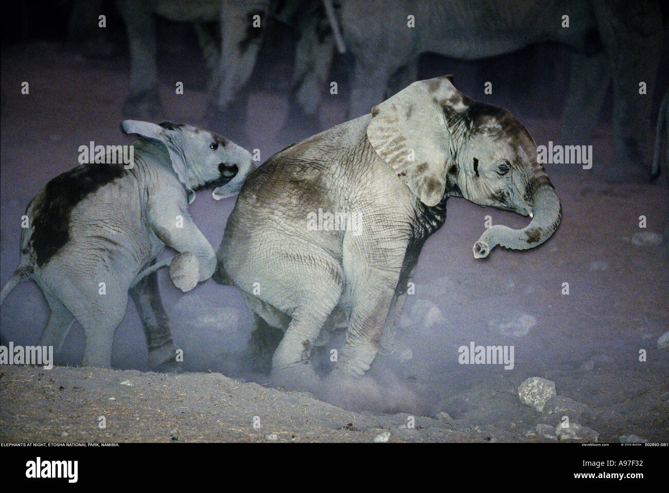 Pairs of elephants hi-res stock photography and images - Alamy