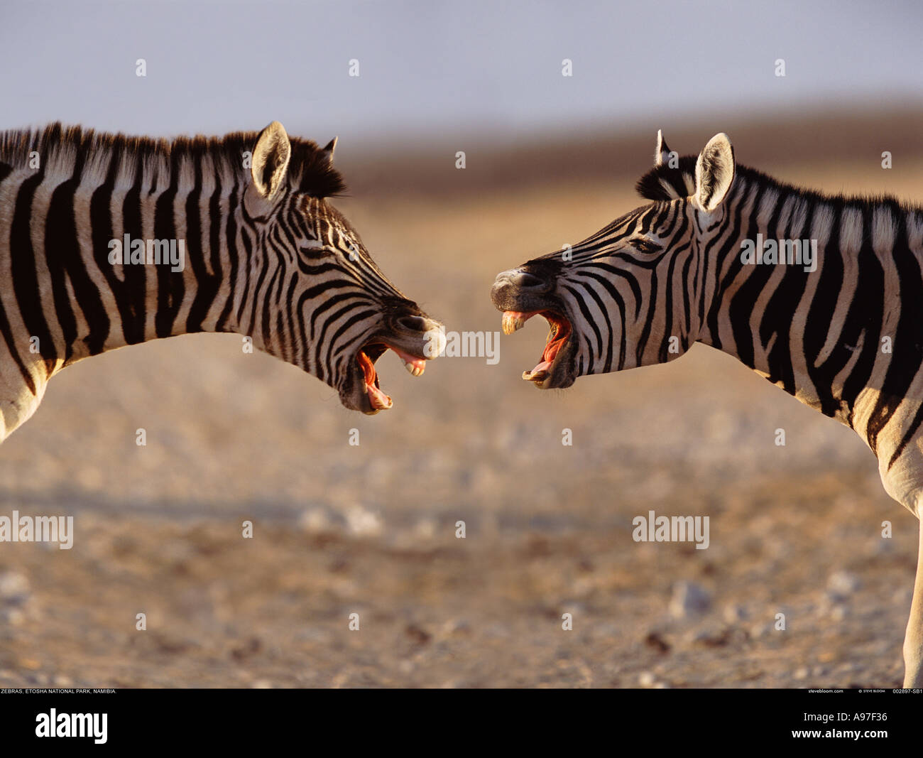 Aggressive zebras hi-res stock photography and images - Alamy