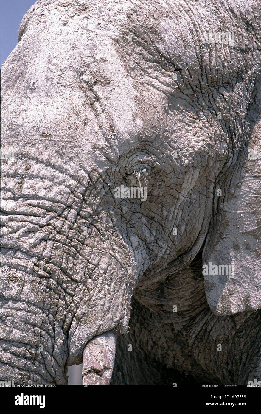 Elephants heads close ups hi-res stock photography and images - Alamy