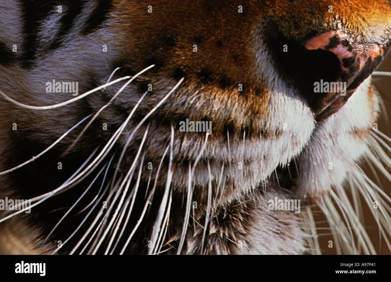 Tiger Nose High Resolution Stock Photography and Images - Alamy
