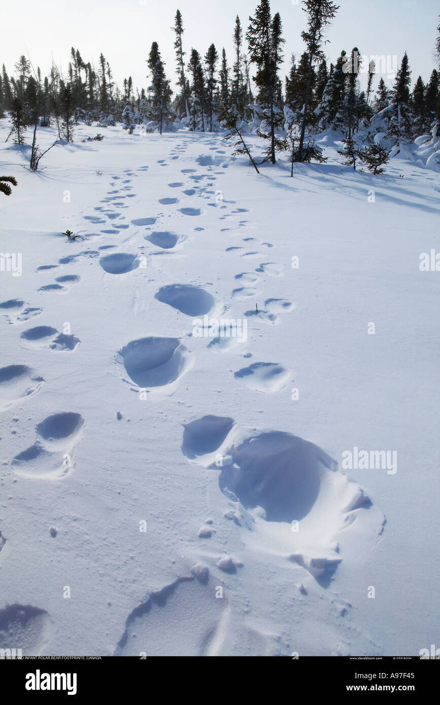 Bear footprints hi-res stock photography and images - Alamy