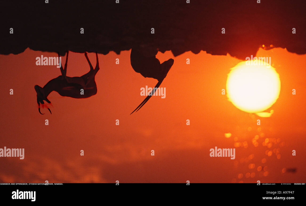 Gemsbok silhouette orange hi-res stock photography and images - Alamy