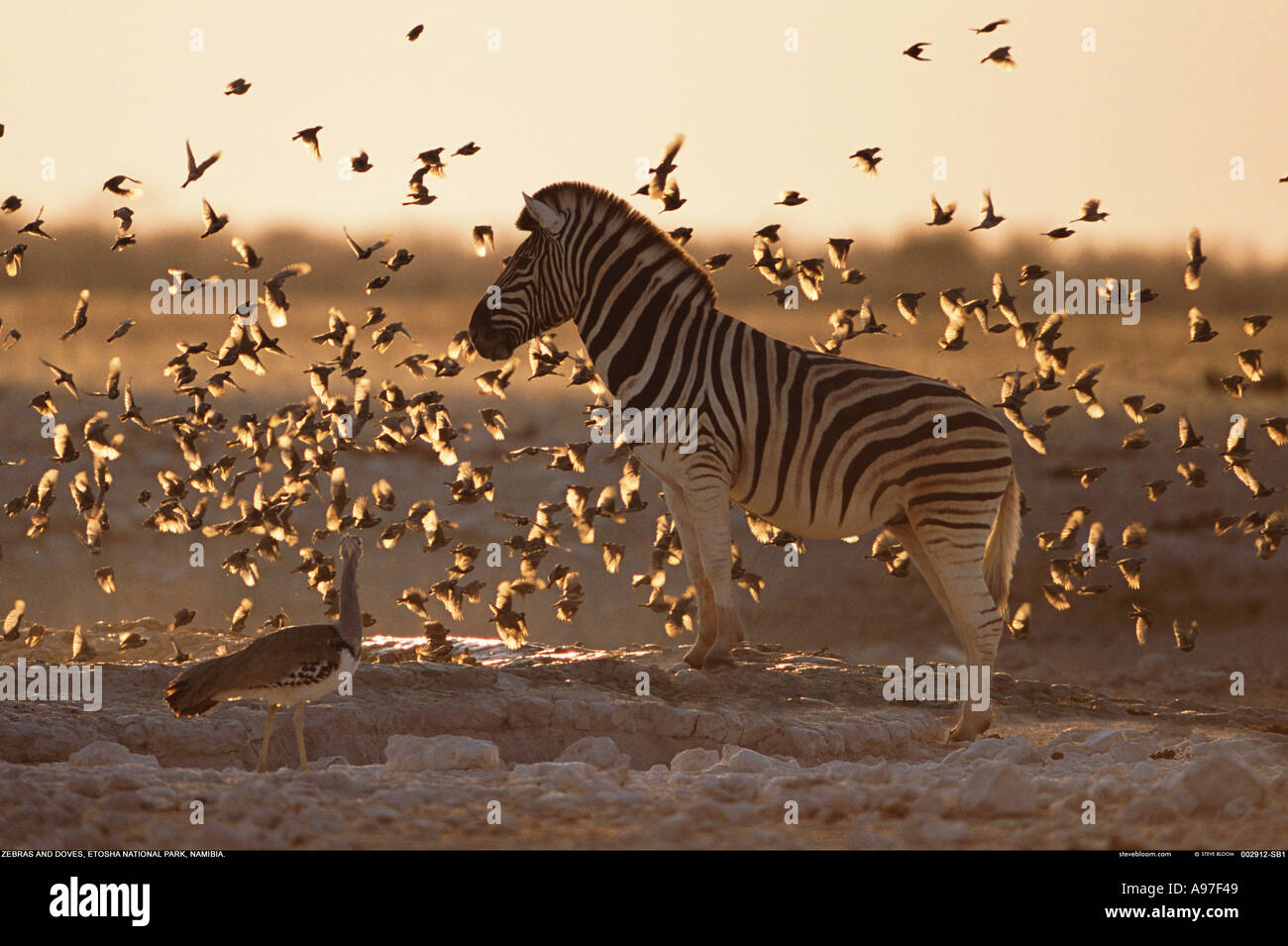 How to see birds hi-res stock photography and images - Alamy