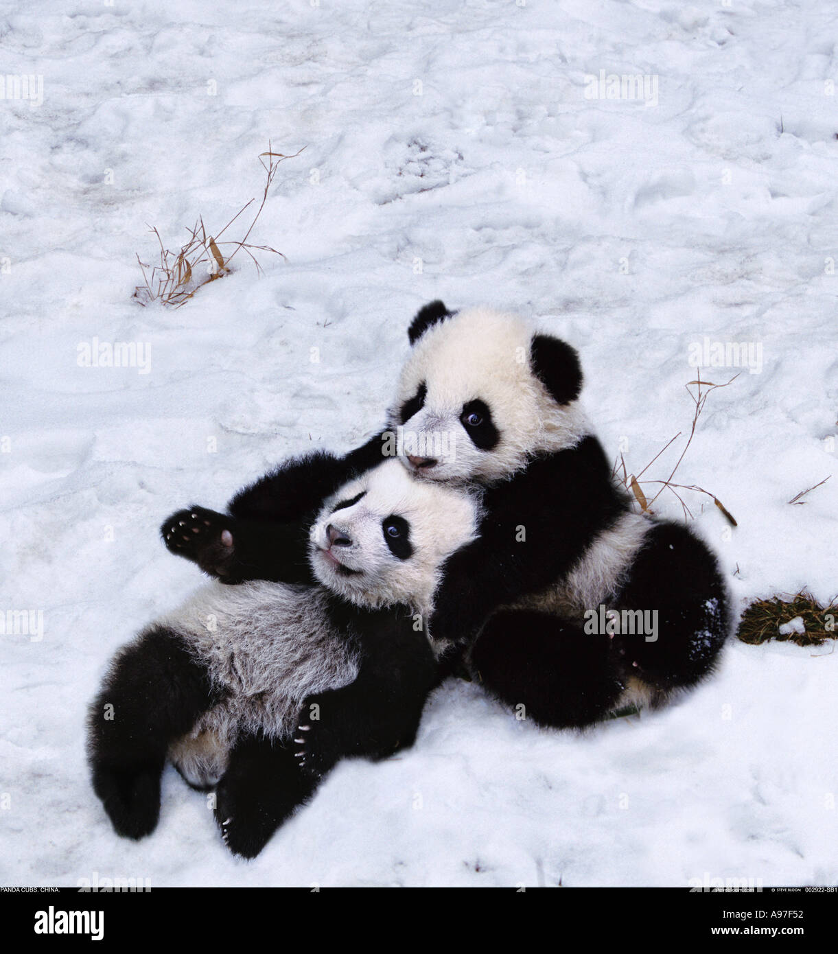 Pandas cuddling hi-res stock photography and images - Alamy