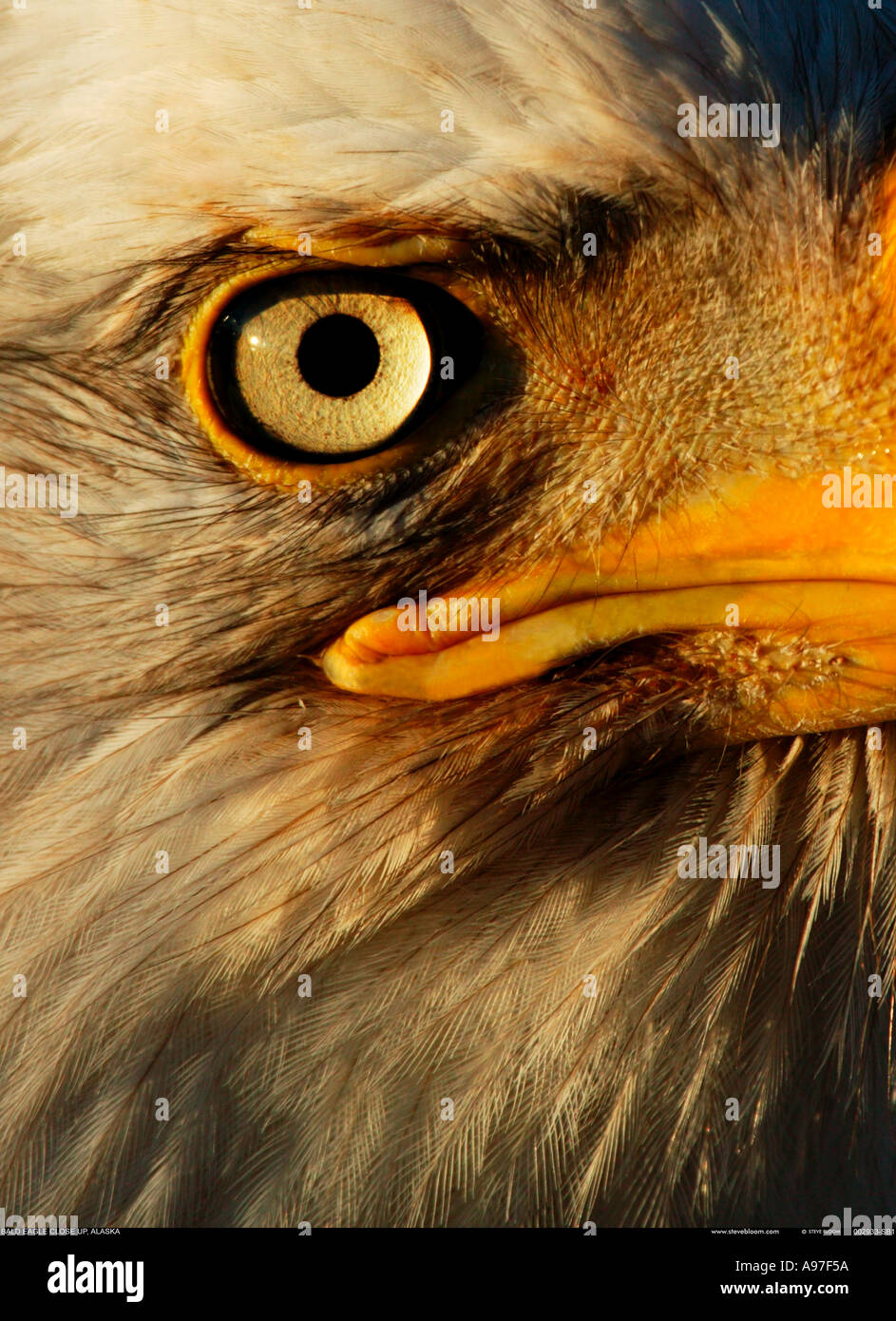 Bald Eagle close up Alaska Stock Photo - Alamy