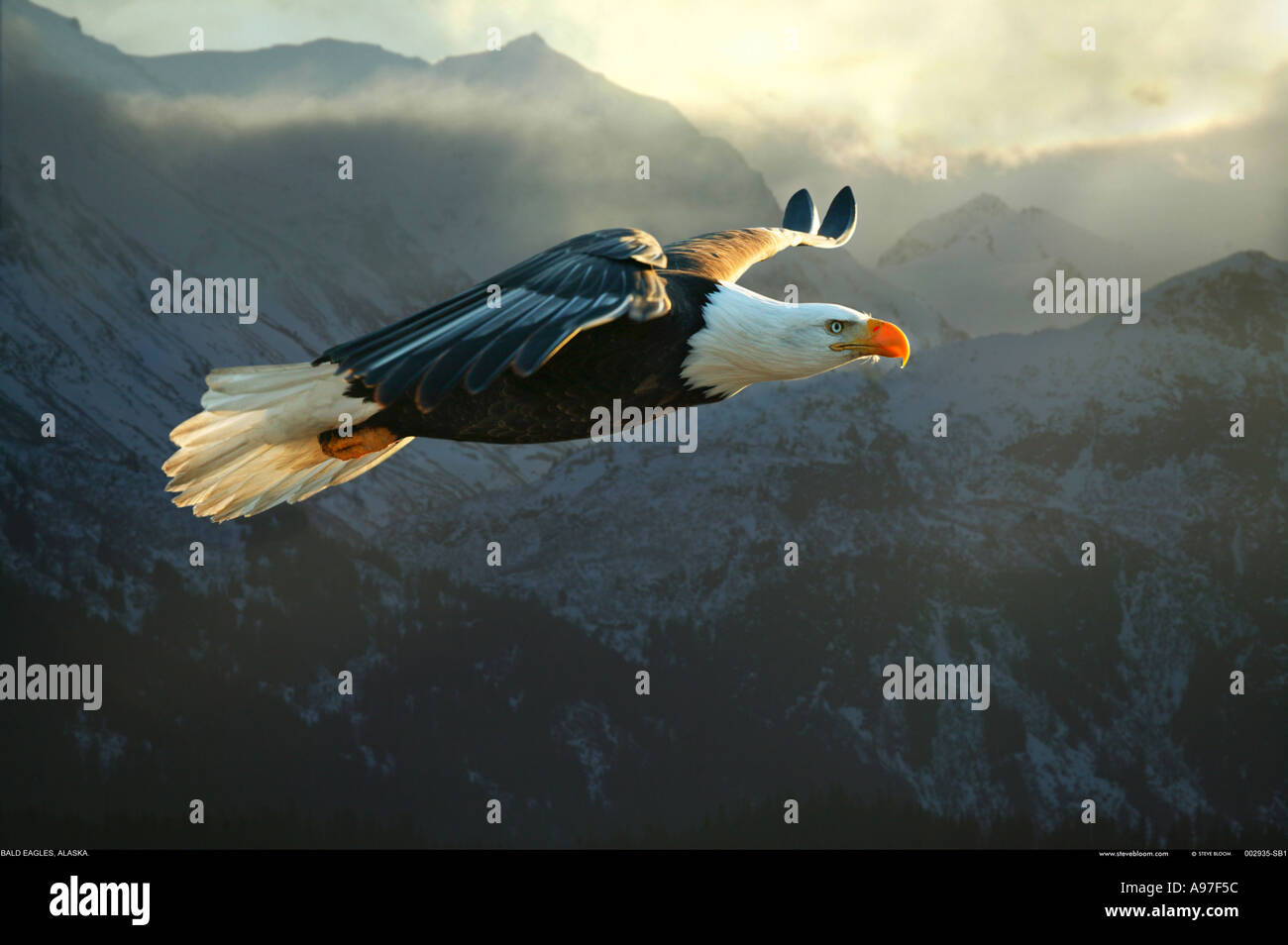 Eagle In Flight Stock Photos & Eagle In Flight Stock Images - Alamy