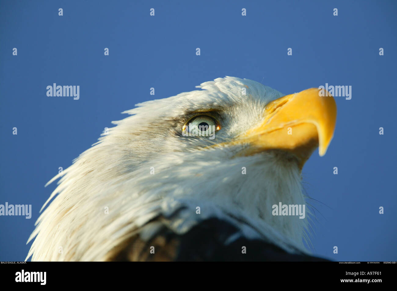Bald eagle Alaska Stock Photo - Alamy