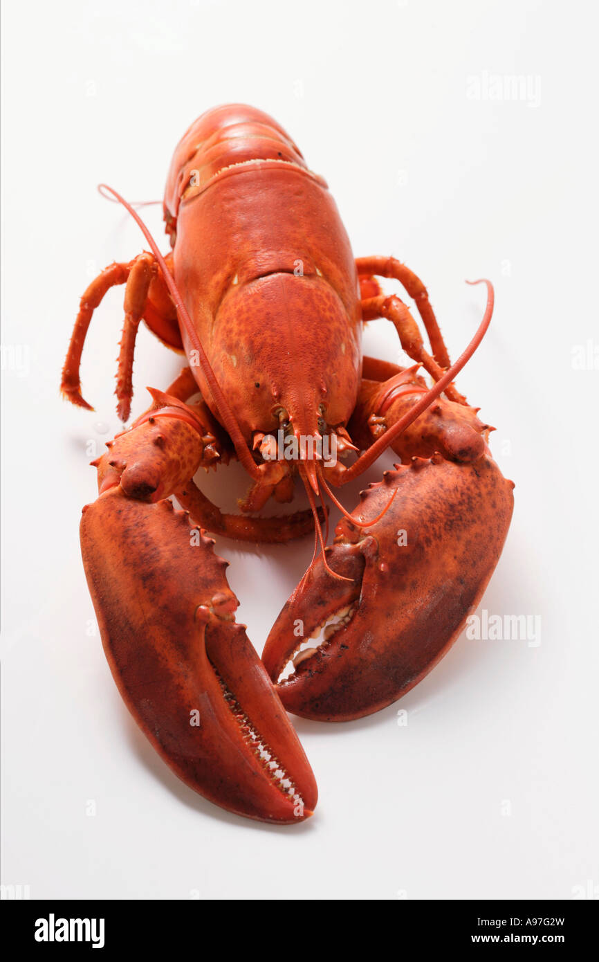 A single boiled lobster FoodCollection Stock Photo - Alamy
