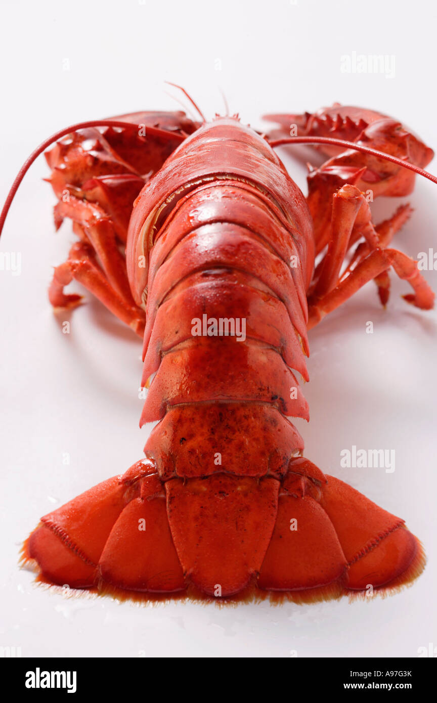 A single boiled lobster FoodCollection Stock Photo - Alamy