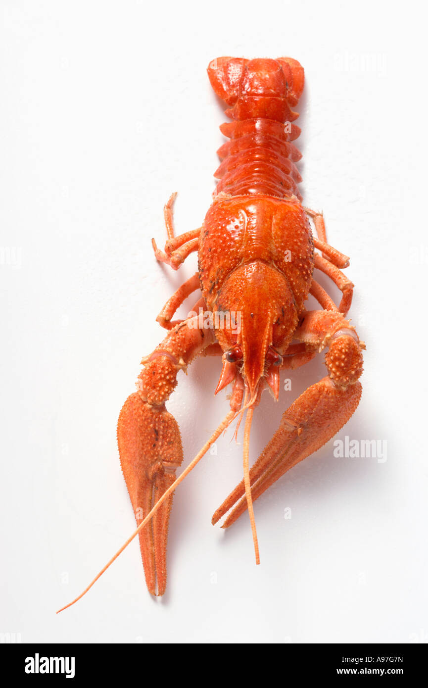 Whole freshwater crayfish FoodCollection Stock Photo - Alamy