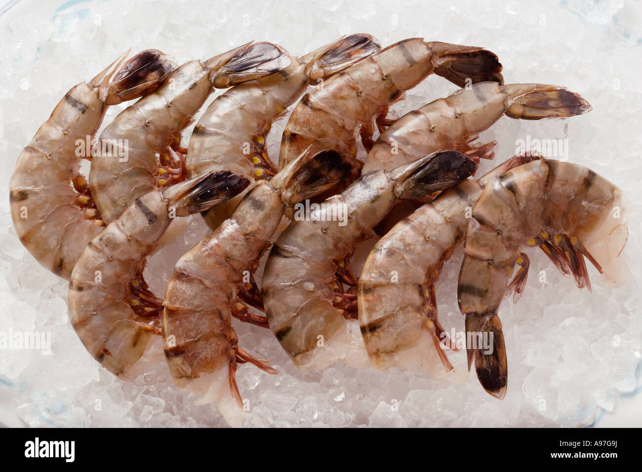 Several king prawns without heads on ice FoodCollection Stock Photo - Alamy