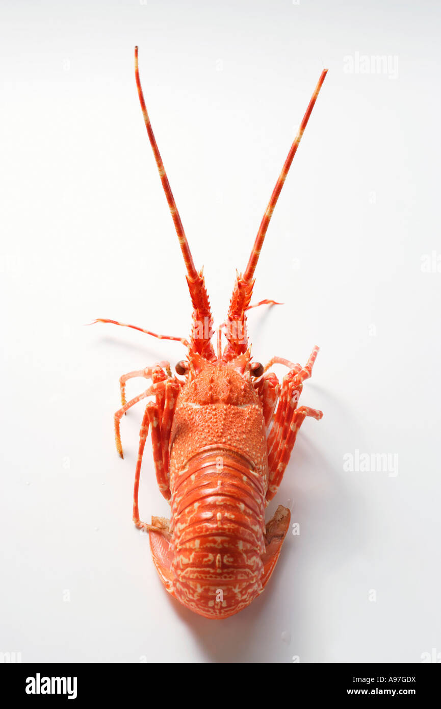 Whole spiny lobster hi-res stock photography and images - Alamy