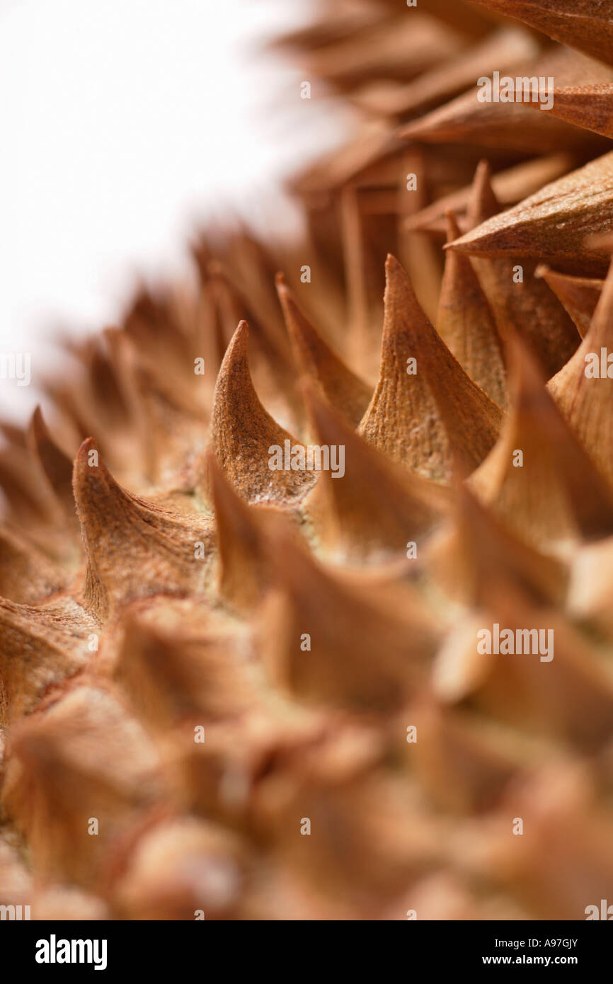 Skin of durian hi-res stock photography and images - Alamy