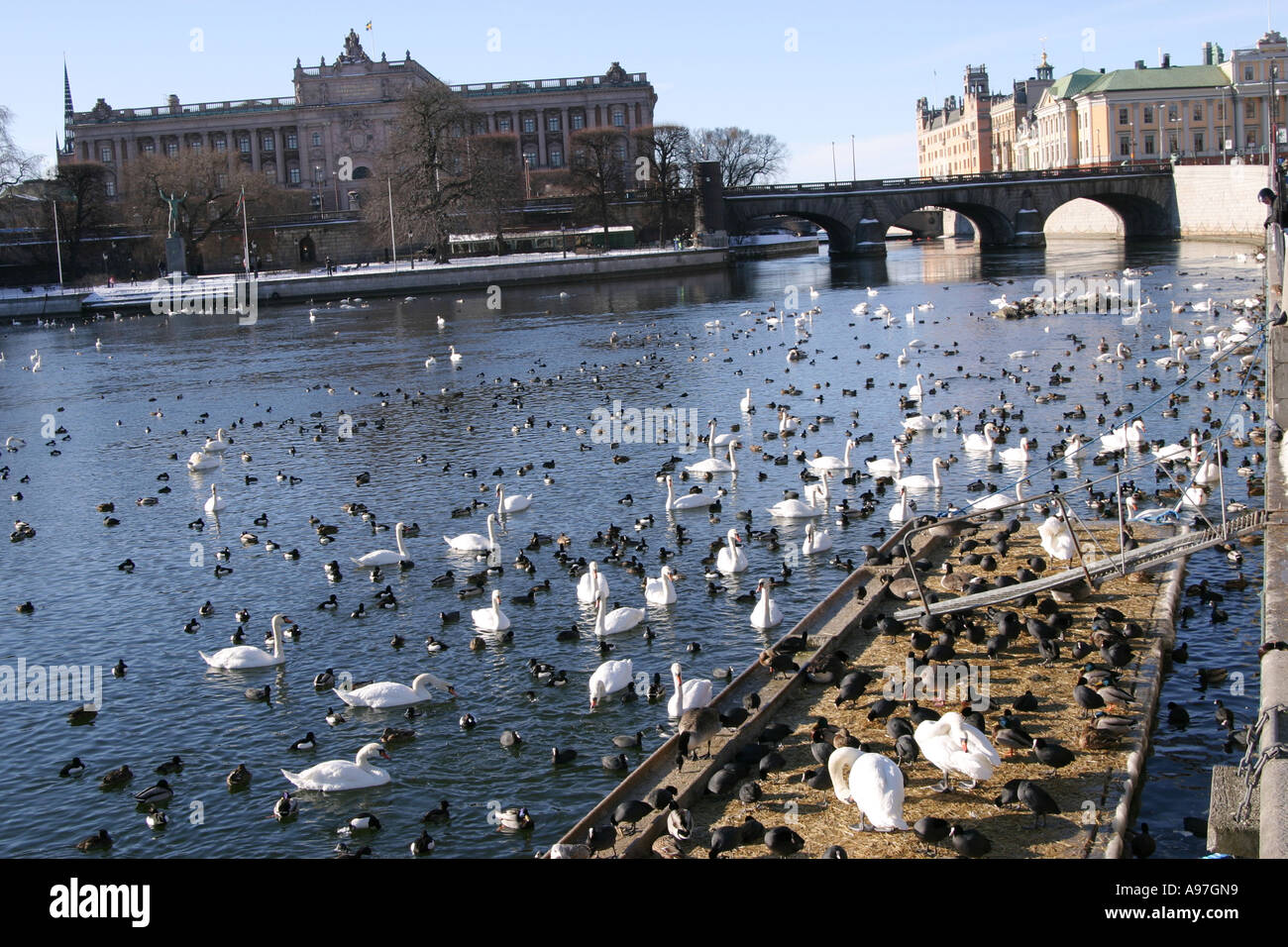 Feeding birds in Stockholm, Sweden Stock Photo - Alamy