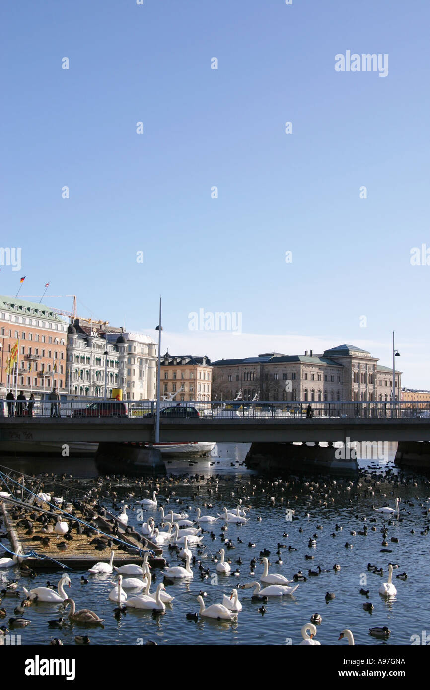 Stockholm swans hi-res stock photography and images - Alamy